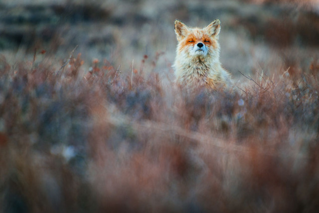 Russian Miner Photographs Arctic Foxes During His Work Breaks (Part 2 ...