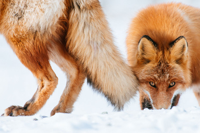 Russian Miner Photographs Arctic Foxes During His Work Breaks (Part 2 ...