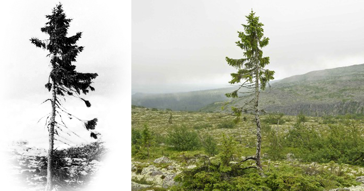 Oldest Tree In The World Was Found In Sweden And Is 9,500-Year-Old ...
