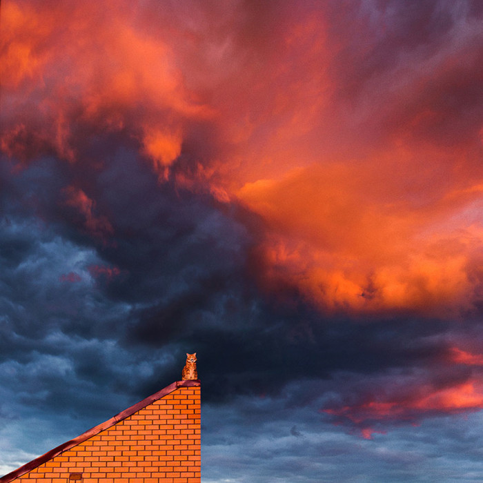 Cutlet The Cat Poses For His Personal Human Photographer | DeMilked