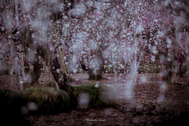 Photographer Captures Spring Colors Of Japan | DeMilked