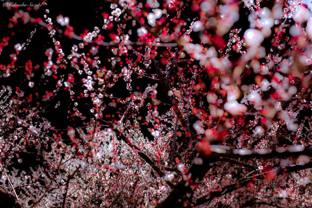 Photographer Captures Spring Colors Of Japan | DeMilked