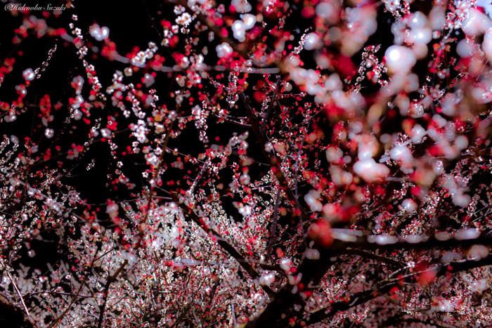 Photographer Captures Spring Colors Of Japan | DeMilked