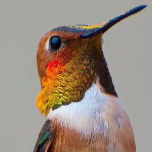 Photographer Captures Close-Ups Of Hummingbirds Beauty In Her Backyard ...