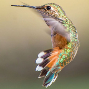 Photographer Captures Close-Ups Of Hummingbirds Beauty In Her Backyard ...