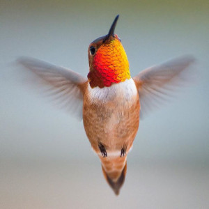 Photographer Captures Close-Ups Of Hummingbirds Beauty In Her Backyard ...