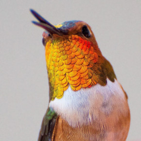 Photographer Captures Close-Ups Of Hummingbirds Beauty In Her Backyard ...