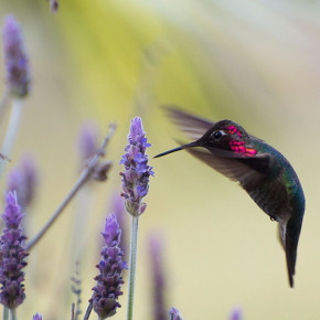 Photographer Captures Close-Ups Of Hummingbirds Beauty In Her Backyard ...
