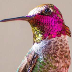 Photographer Captures Close-Ups Of Hummingbirds Beauty In Her Backyard ...
