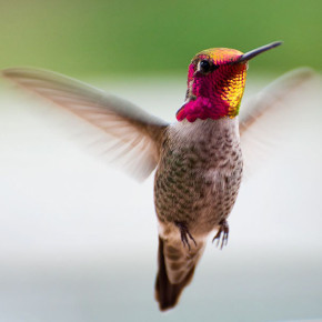 Photographer Captures Close-Ups Of Hummingbirds Beauty In Her Backyard ...