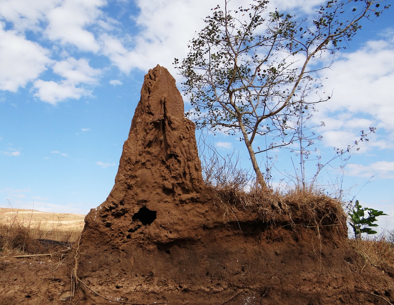 Learn More About Termites And Their Strange Habits | DeMilked