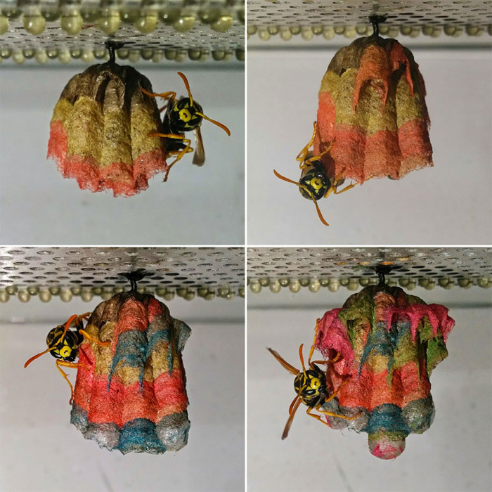 These Wasps Use Colored Paper To Make Rainbow Nests | DeMilked
