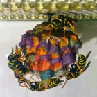These Wasps Use Colored Paper To Make Rainbow Nests | DeMilked