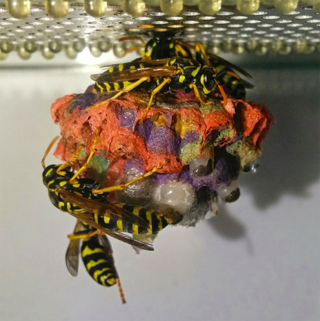 These Wasps Use Colored Paper To Make Rainbow Nests | DeMilked