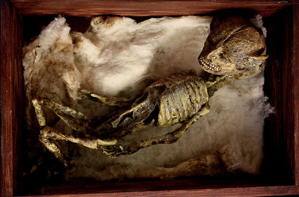 Truth Behind The Viral Story Of Mysterious Skeletons In London Basement ...