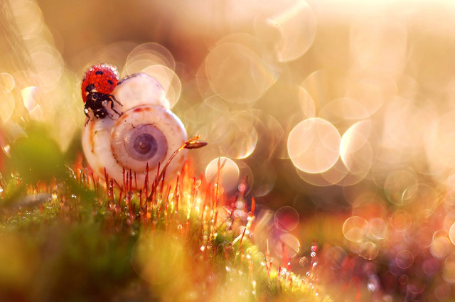 Polish Photographer Shows Nature's Beauty That We Usually Miss | DeMilked