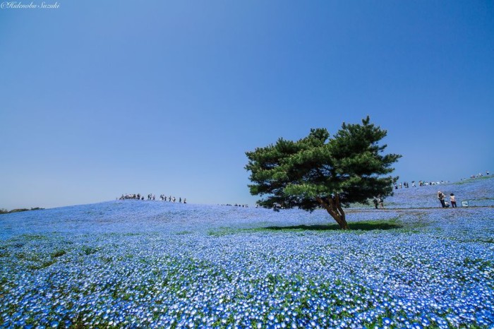 15 Places That Will Make Japan Your Dream Travel Destination | DeMilked