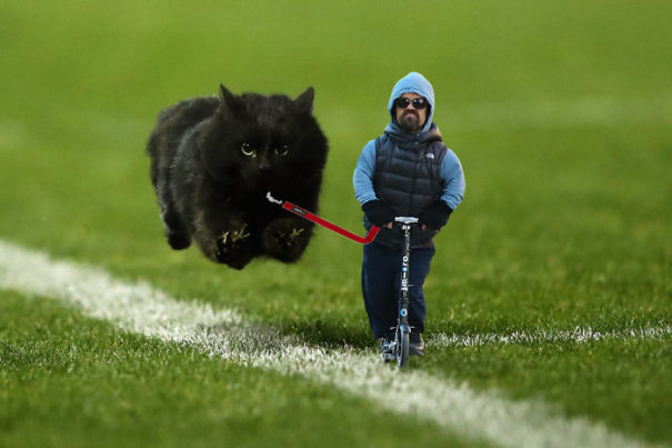 Cat Interrupts Rugby Game And Starts A Photoshop Battle | DeMilked