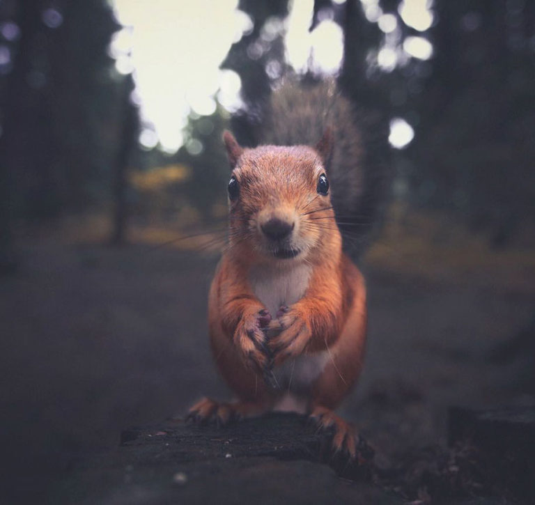 Young Photographer Creates A Bond With Wild Animals To Get These ...