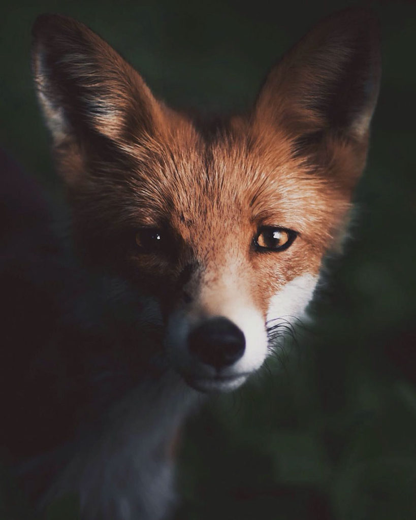 Young Photographer Creates A Bond With Wild Animals To Get These ...