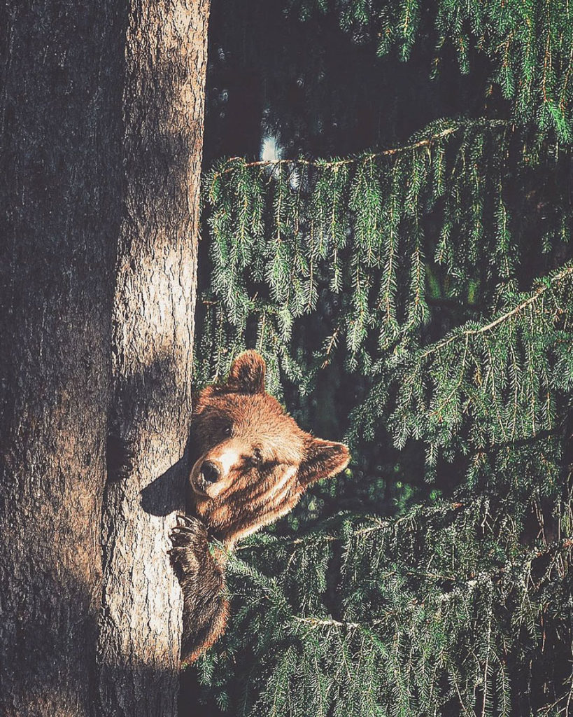 Young Photographer Creates A Bond With Wild Animals To Get These ...