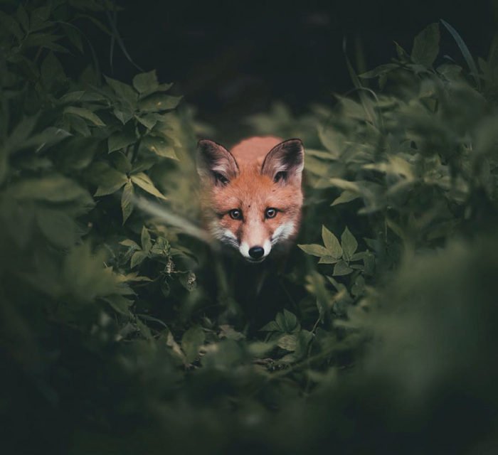 Young Photographer Creates A Bond With Wild Animals To Get These ...