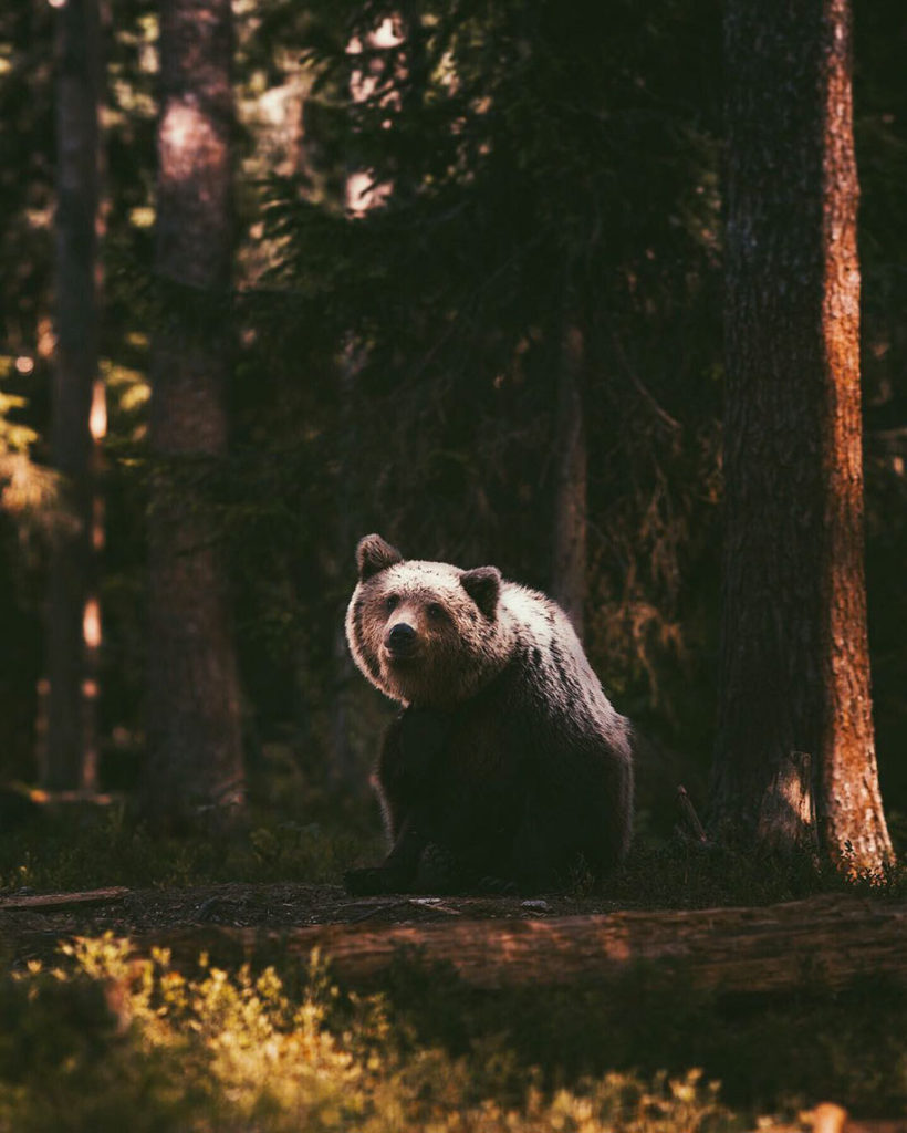 Young Photographer Creates A Bond With Wild Animals To Get These ...