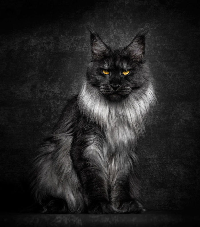Maine Coon Cats Photographed As Majestic Mythical Beasts | DeMilked