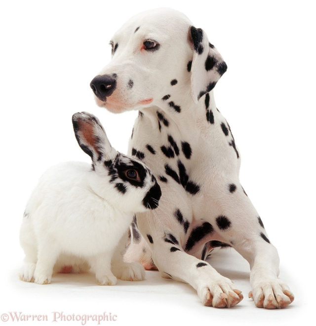Adorable Photoshoot Of Pet Brothers From Different Mothers | DeMilked