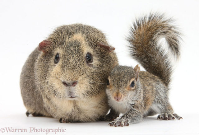 Adorable Photoshoot Of Pet Brothers From Different Mothers | DeMilked