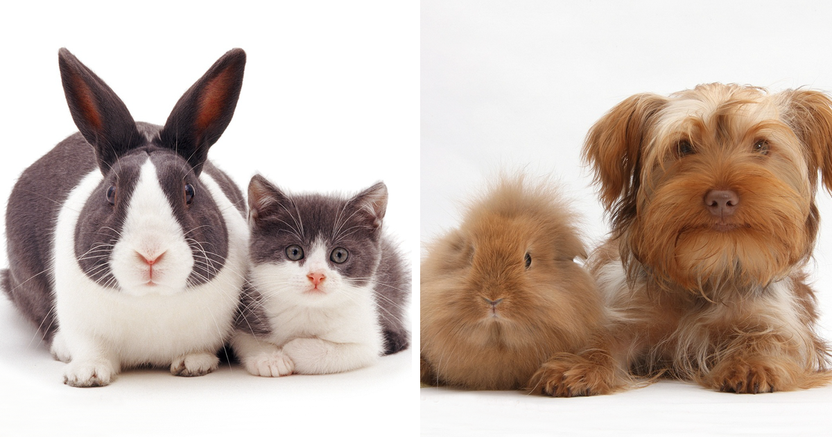 Adorable Photoshoot Of Pet Brothers From Different Mothers | DeMilked