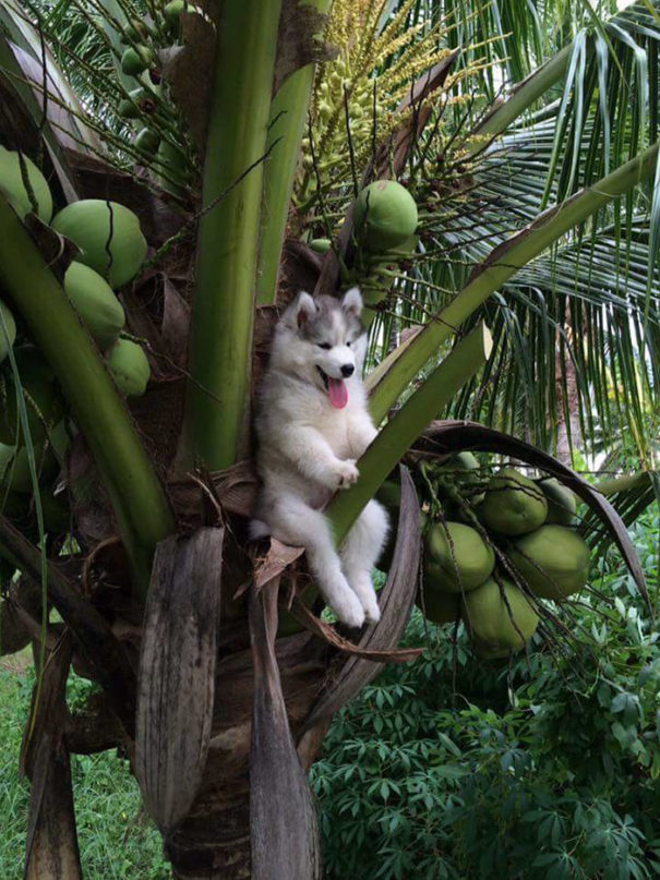 Already Weird Photo Of Husky In A Palm Tree Gets Photoshopped | DeMilked