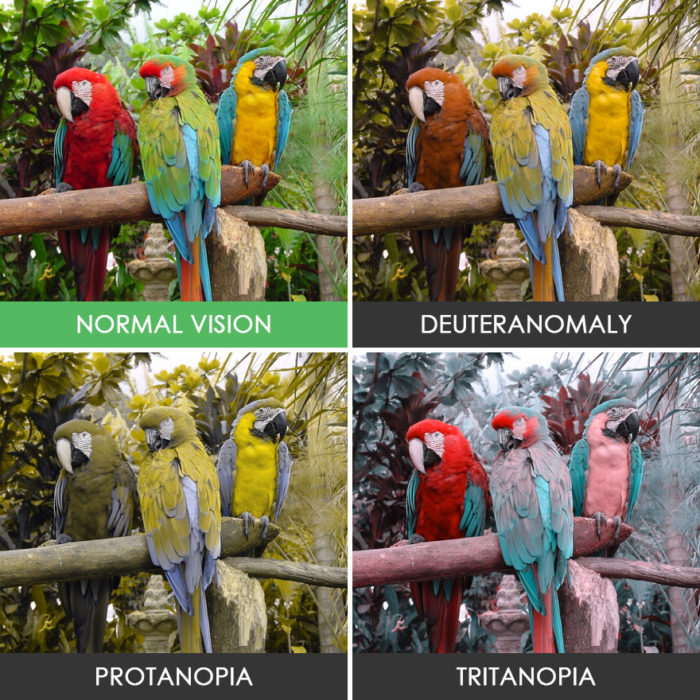 You'll Be Surprised How People With Color Blindness See The World (10 ...