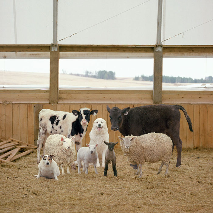 Animal Farm Photography Like You Haven't Seen Before | DeMilked