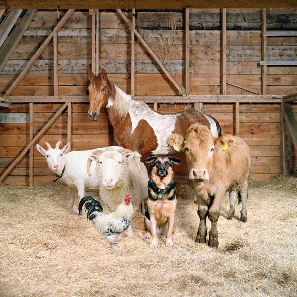 Animal Farm Photography Like You Haven't Seen Before | DeMilked