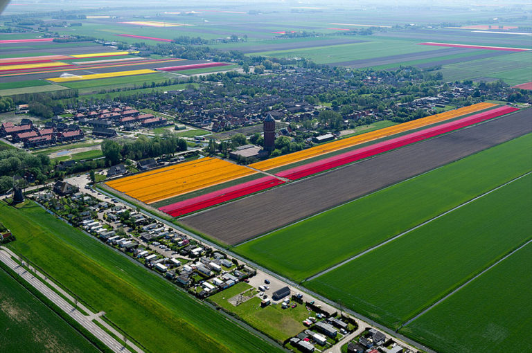 Aerial Photos Of Dutch Tulips In Bloom Look Like Earth In Pixels | DeMilked