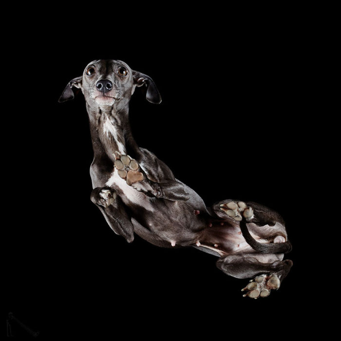 Under-Dogs: Artist Photographs Dogs From Below | DeMilked