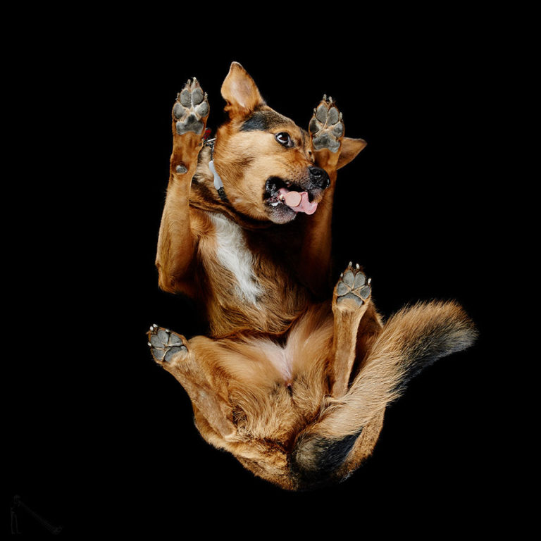 Under-Dogs: Artist Photographs Dogs From Below | DeMilked