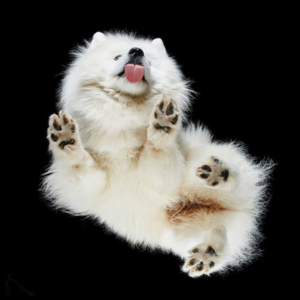 Under-Dogs: Artist Photographs Dogs From Below | DeMilked