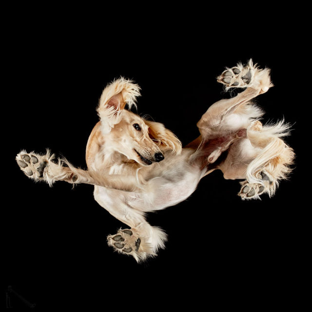 Under-Dogs: Artist Photographs Dogs From Below | DeMilked