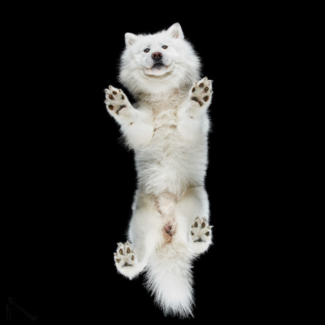Under-Dogs: Artist Photographs Dogs From Below | DeMilked