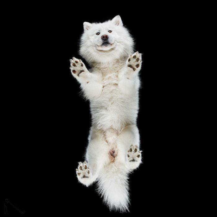 Under-Dogs: Artist Photographs Dogs From Below | DeMilked
