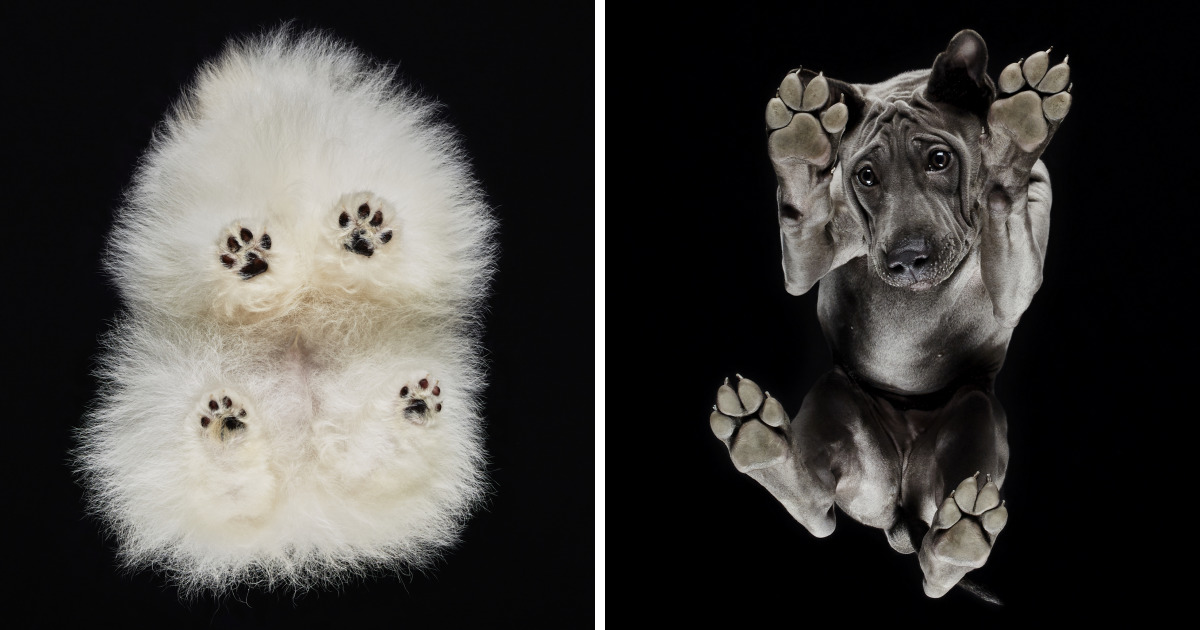 Under-Dogs: Artist Photographs Dogs From Below | DeMilked