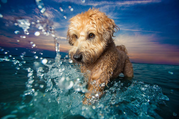 Winners Of The 'Dog Photographer Of The Year' Contest Are Here, And ...