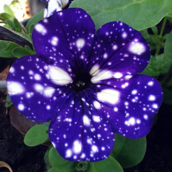 These "Galaxy" Flowers Grow Entire Universes On Their Petals | DeMilked