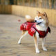 Japanese Company Started Making Samurai Armor For Cats And Dogs | DeMilked