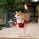 Japanese Company Started Making Samurai Armor For Cats And Dogs | DeMilked