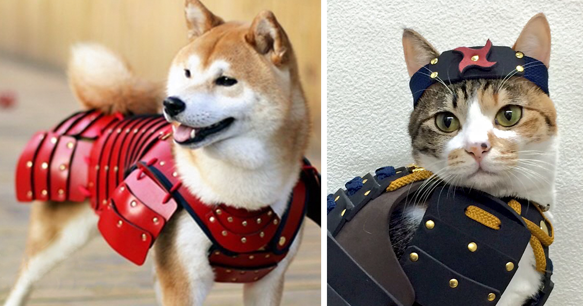 Japanese Company Started Making Samurai Armor For Cats And Dogs | DeMilked