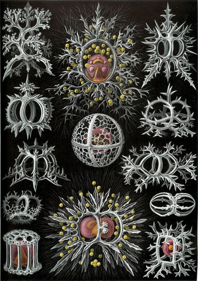 19th Century Biological Illustrations That Still Inspire Scientists And ...