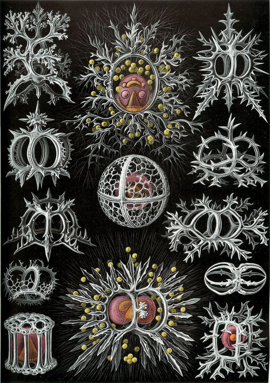 19th Century Biological Illustrations That Still Inspire Scientists And ...
